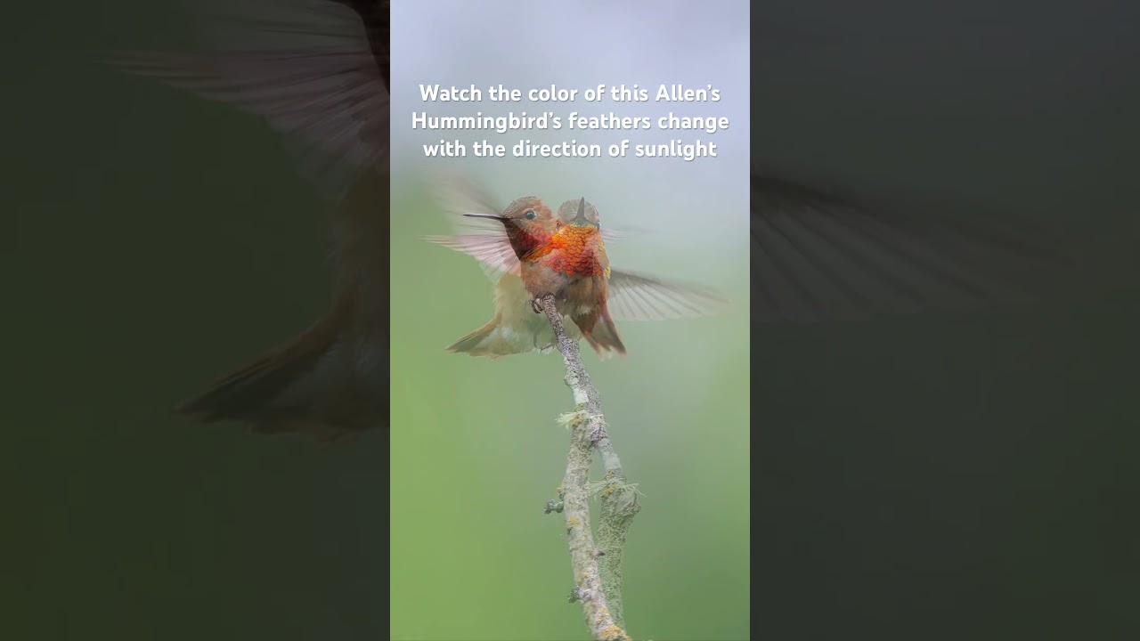 Watch how this hummingbird’s feathers change color. #wildlife #hummingbird #birdfacts