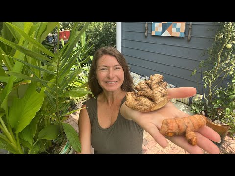Planting Grocery Store Ginger & Turmeric