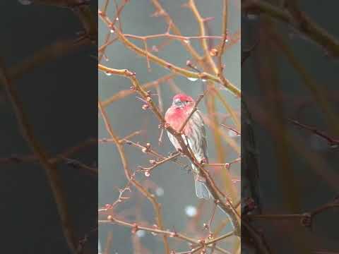 09 House Finch Call/Sound-----House Finch in Snow