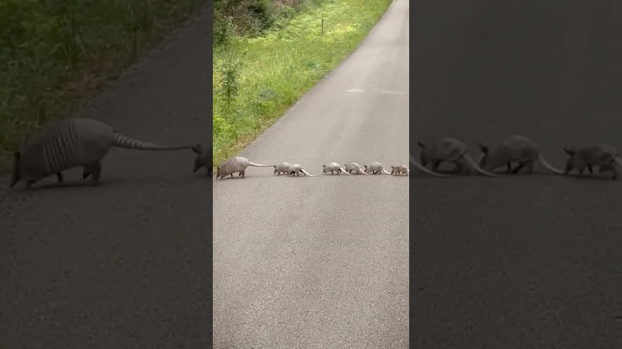 Armadillo Babies