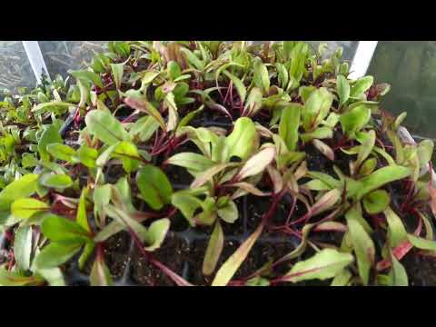 Beet BETA VULGARIS SUPER EASY to take care of 💙 #duluthgreenhouse #bendingbirchesGreenhouse #beets