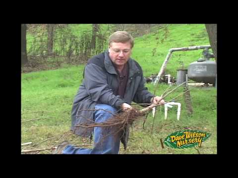 A Word About Rootstocks