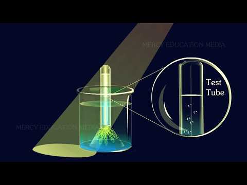 Oxygen is Evolved During Photosynthesis - Hydrilla Experiment