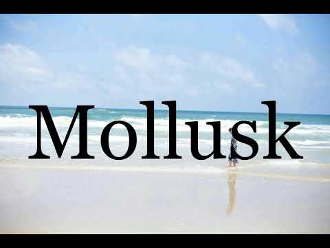 How To Pronounce Mollusk🌈🌈🌈🌈🌈🌈Pronunciation Of Mollusk
