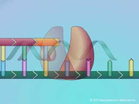 Mechanisms of Action of Nucleoside Reverse Transcriptase Inhibitors (NRTIs)