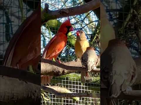 Red Cardinal Singing | Bird Sounds