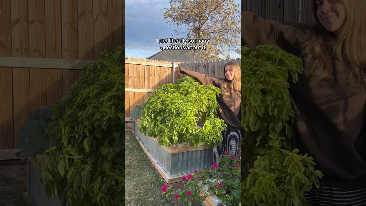 me🤝🏼basil🌱 #slowliving #gardeningideas #gardeningtips #garden #growyourownfood #homegarden #basil