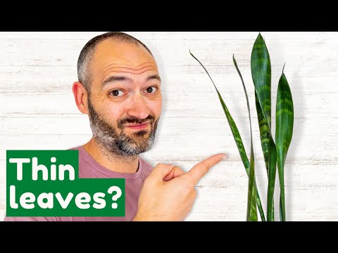 4 Common Mistakes To Avoid That Kill Snake Plants