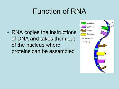 RNA structure
