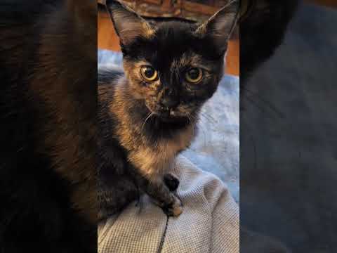 Tortie cats love to talk