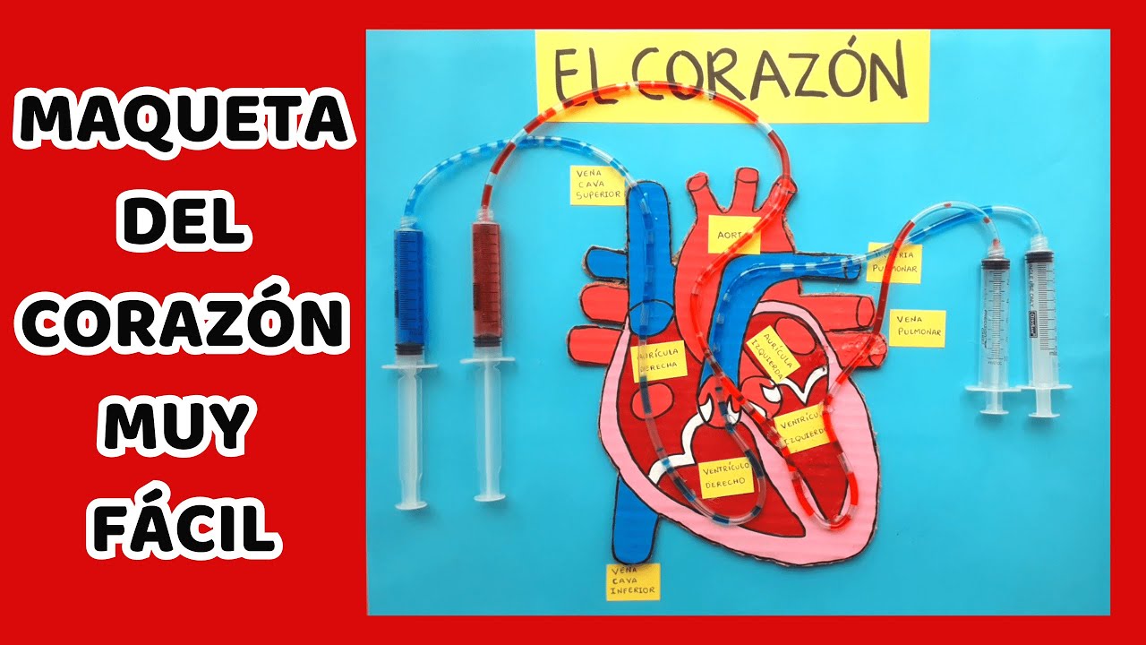 HOW TO MAKE A MODEL OF A HEART WITH MOTION
