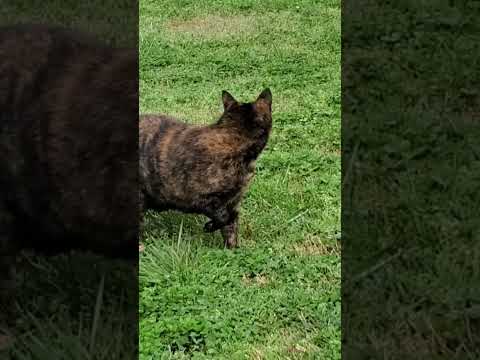 Our tortoiseshell cat her name is Moe #catlover #tortoiseshellcat #cat
