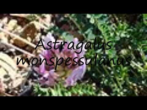 How to pronounce Astragalus monspessulanus in English?