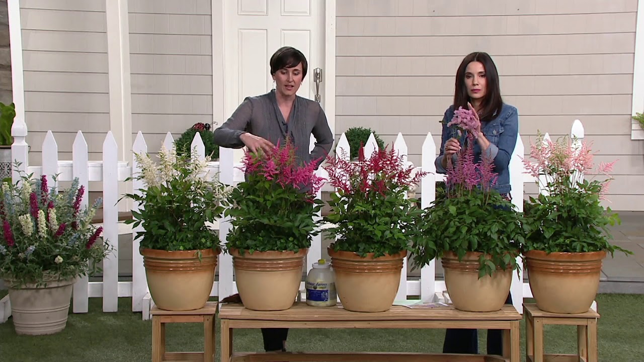 Cottage Farms 5-Piece Ultimate Shade Astilbe Collection on QVC