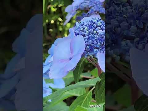 Blue flowers symbolize peace, serenity, and tranquility. They also represent openness and the beauty