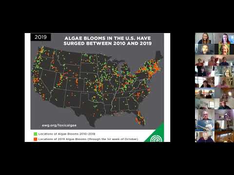 Where are toxic cyanobacteria blooms found?