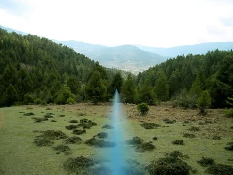 Natural Vegetation