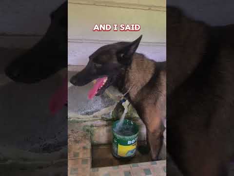 My Belgian Malinois “Ludwig” ???????????? #asgardmalinois #ludwigmalinois #belgianmalinois #lunathegsd