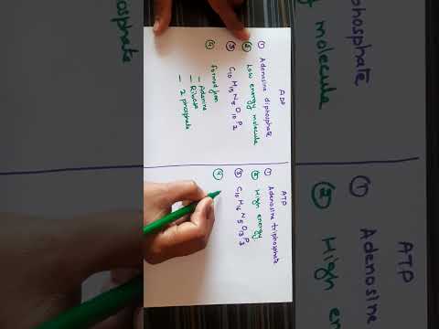 Differences between ADP and ATP