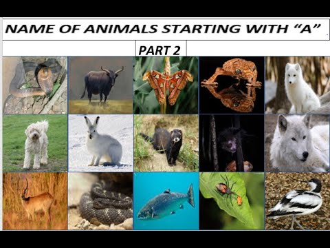 Animals names Start With The Letter "A" | List Of Animals Starting With "A" | DISCOVERSIO
