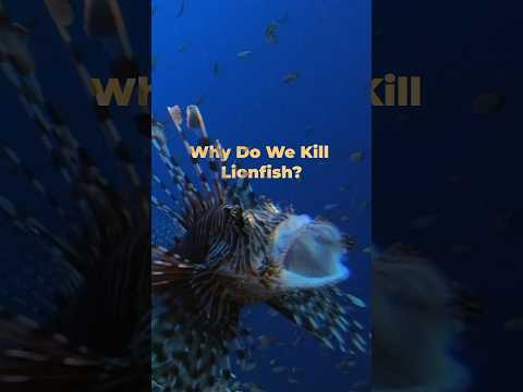 Why Do We Kill Lionfish?