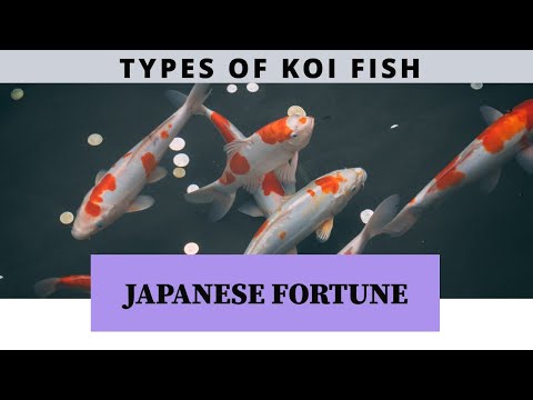TYPES OF KOI FISH : JAPANESE SECRET FORTUNE