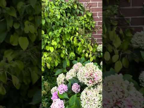 A quick guide to mophead and climbing hydrangeas!