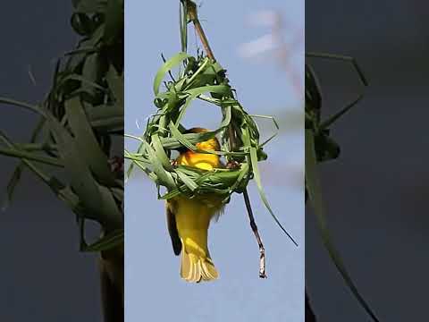 Village Weaver Birds: Africa's Most Beautiful Bird:The Art of Weaving #shorts #birds #africa #reels