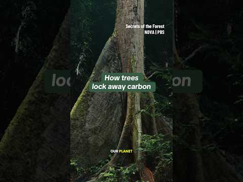 How trees lock away carbon #shorts #photosynthesis #trees #earthmonth