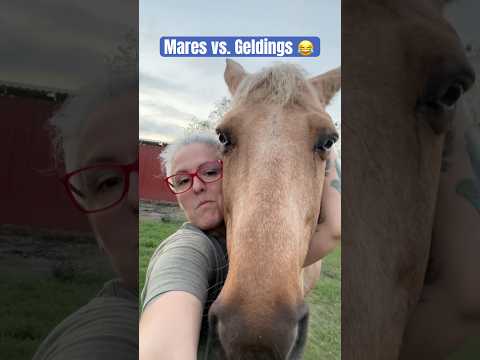 Mares vs. Geldings πππ€£ need a gelding! #animalranchcare #horse #animalchiropractic #mares