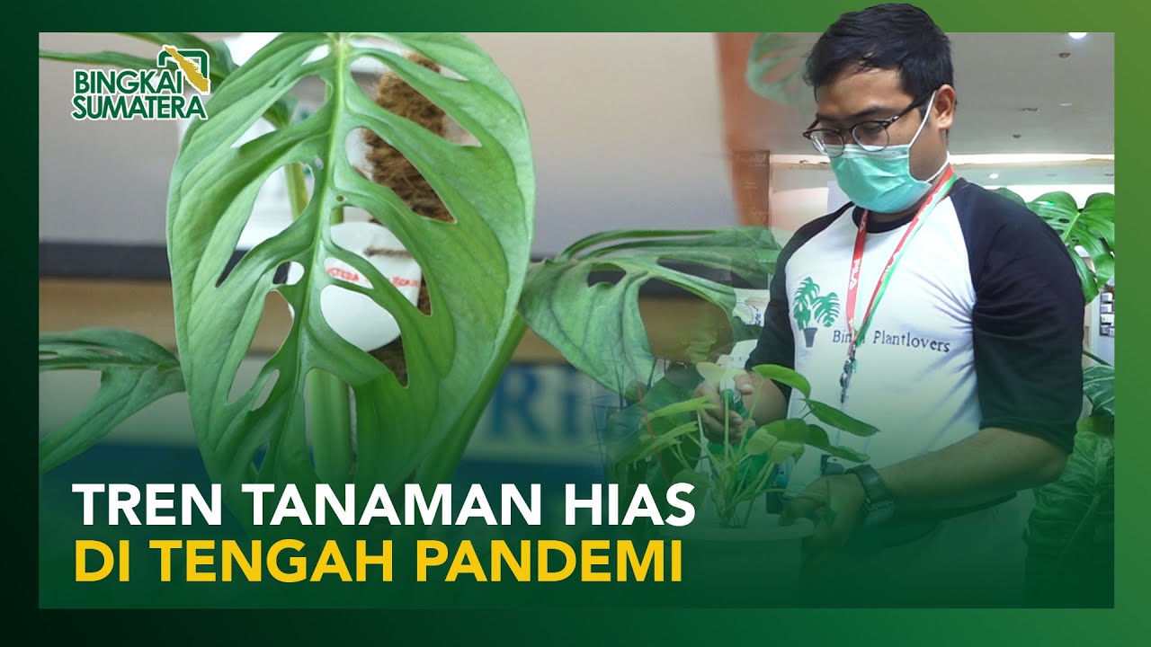 TREN TANAMAN HIAS DI TENGAH PANDEMI | Bingkai Sumatera