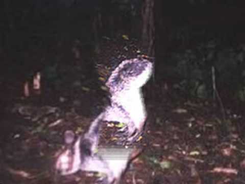 Rare Sumatran striped rabbit photographed | Dear Kitty. Some blog