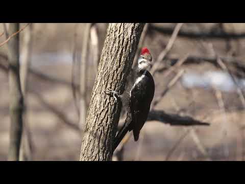 Female Pileated Woodpecker Calling
