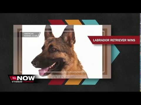 AKC names top dog breeds