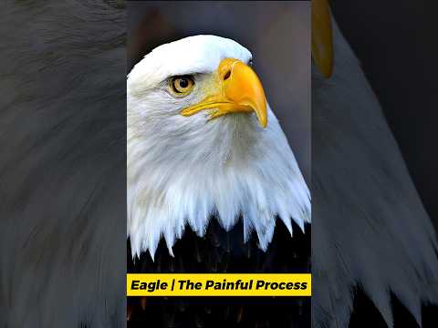 Eagle's Rebirth | A Touching Story About A Second Chance