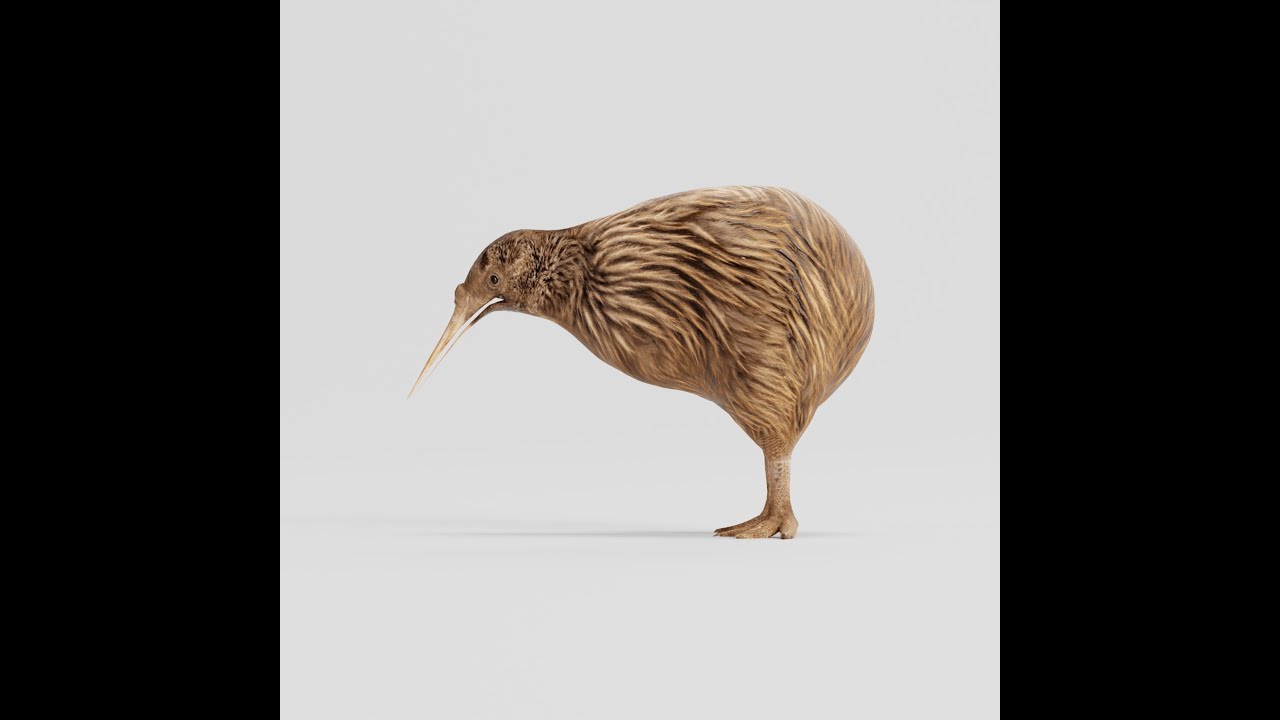Kiwi Flightless Bird  3D Model