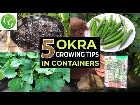 Top 5 Okra Growing Tips - How to grow okra in containers and get LOTS of Okra - Baby Bubba Okra