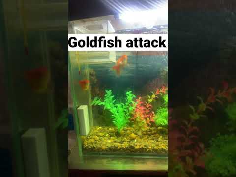 π±π±π±Wooooow itβs terrible . Nervous Goldfish attack guppy fish and kill #goldfish #aquarium #fish