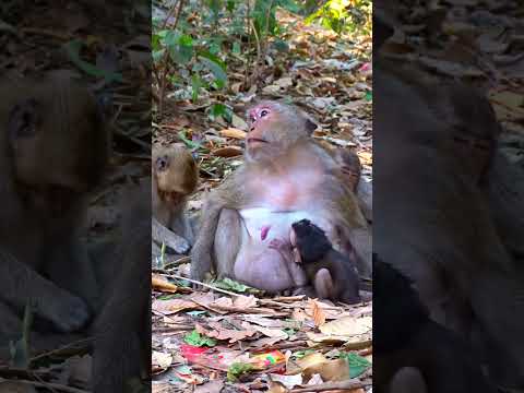 #593 #shorts #shortvideo #short #shortsvideo #monkey #animal #amazing #funny #wildlife #monkeylove