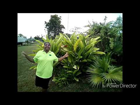 Christmas Greetings from ABLE Alotau Family – ABLE Home & Office