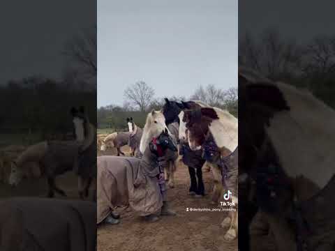 Fake horse hilarity!