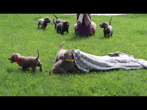 Labrador Retriever Puppies For Sale