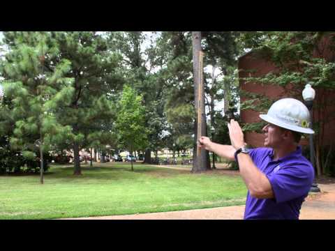 How to measure the height of a tree