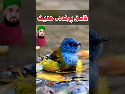 What Is Name Of This Bird?