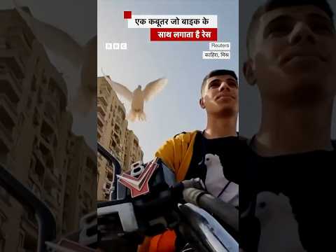 बाइक के साथ रेस लगाने वाला कबूतर #bird #pigeon (BBC Hindi)