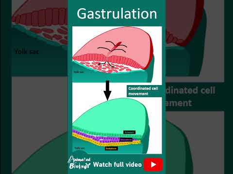 Gastrulation | 1 min dev bio