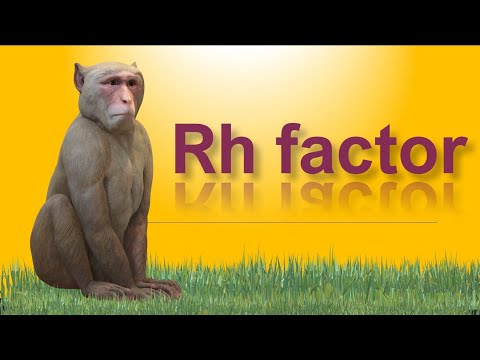 Rh factor in hindi
