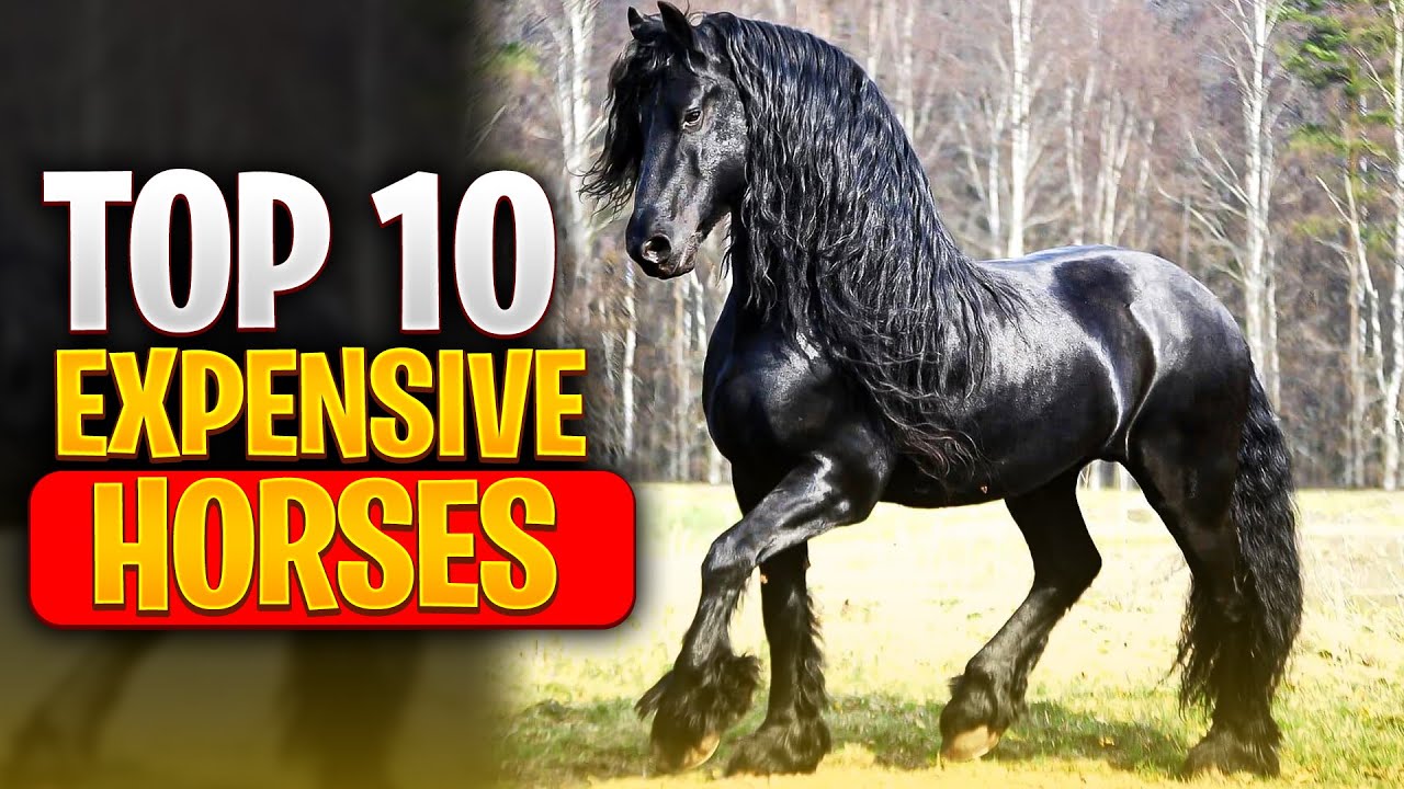 Top 10 Most Expensive Horses Ever Sold in the History | Shocking Prices