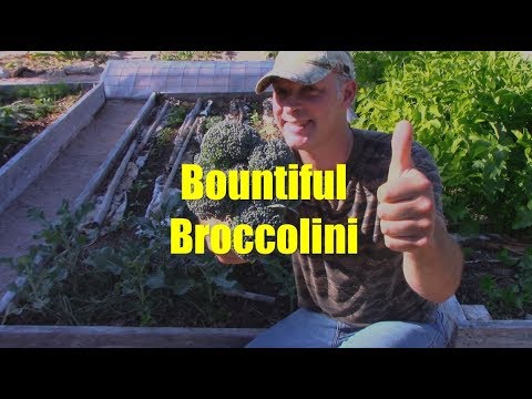 Broccolini: A Great Alternative for Short Growing Seasons