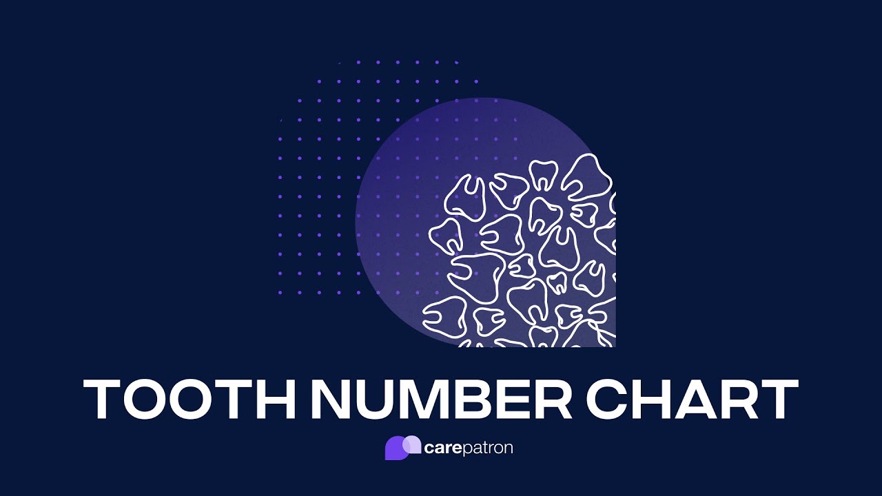 Tooth Number Chart